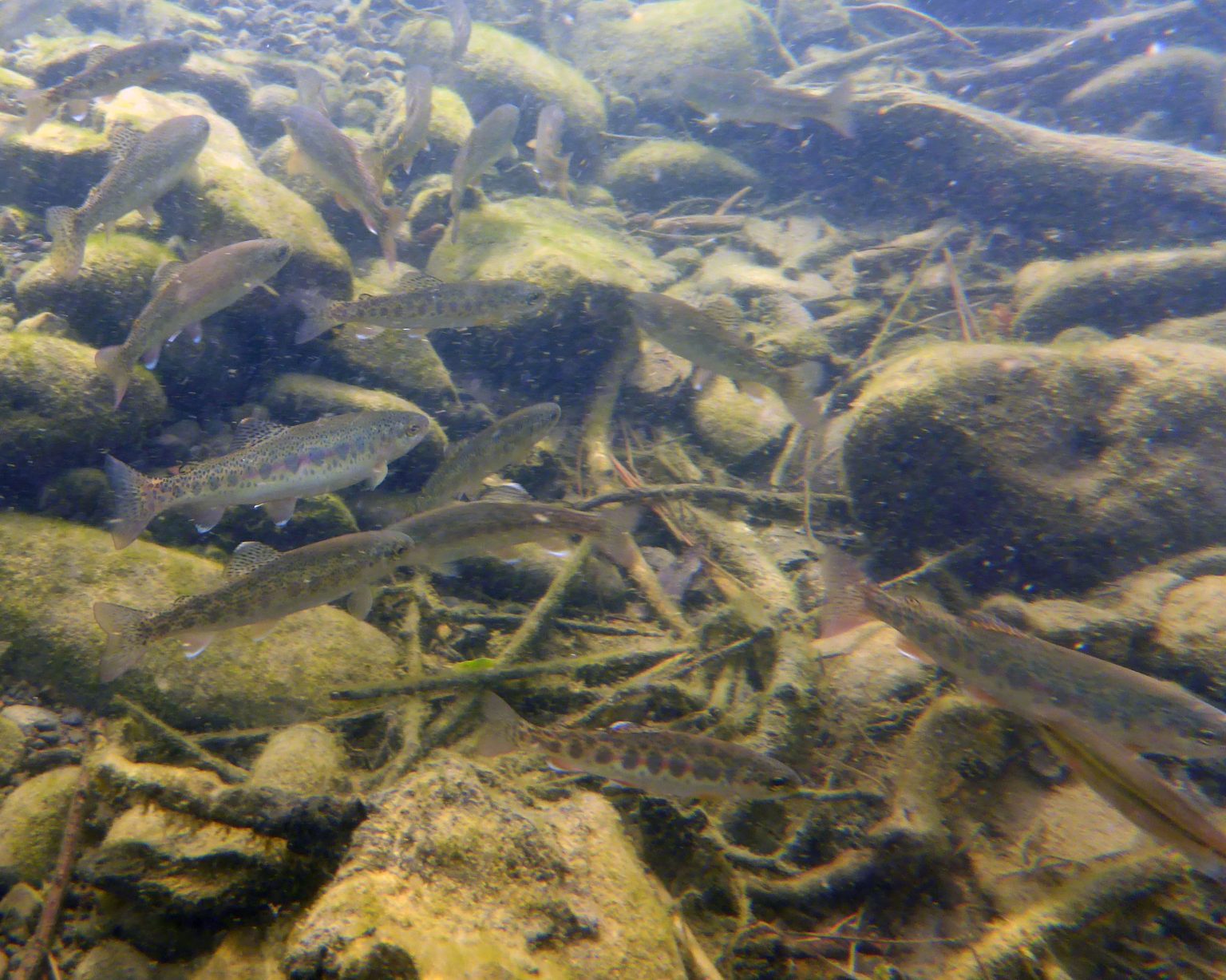 CTUIR Fisheries Habitat Program