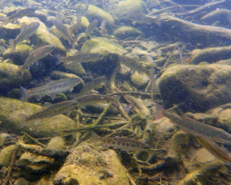 CTUIR Fisheries Habitat Program – Improving fish habitat to improve our ...